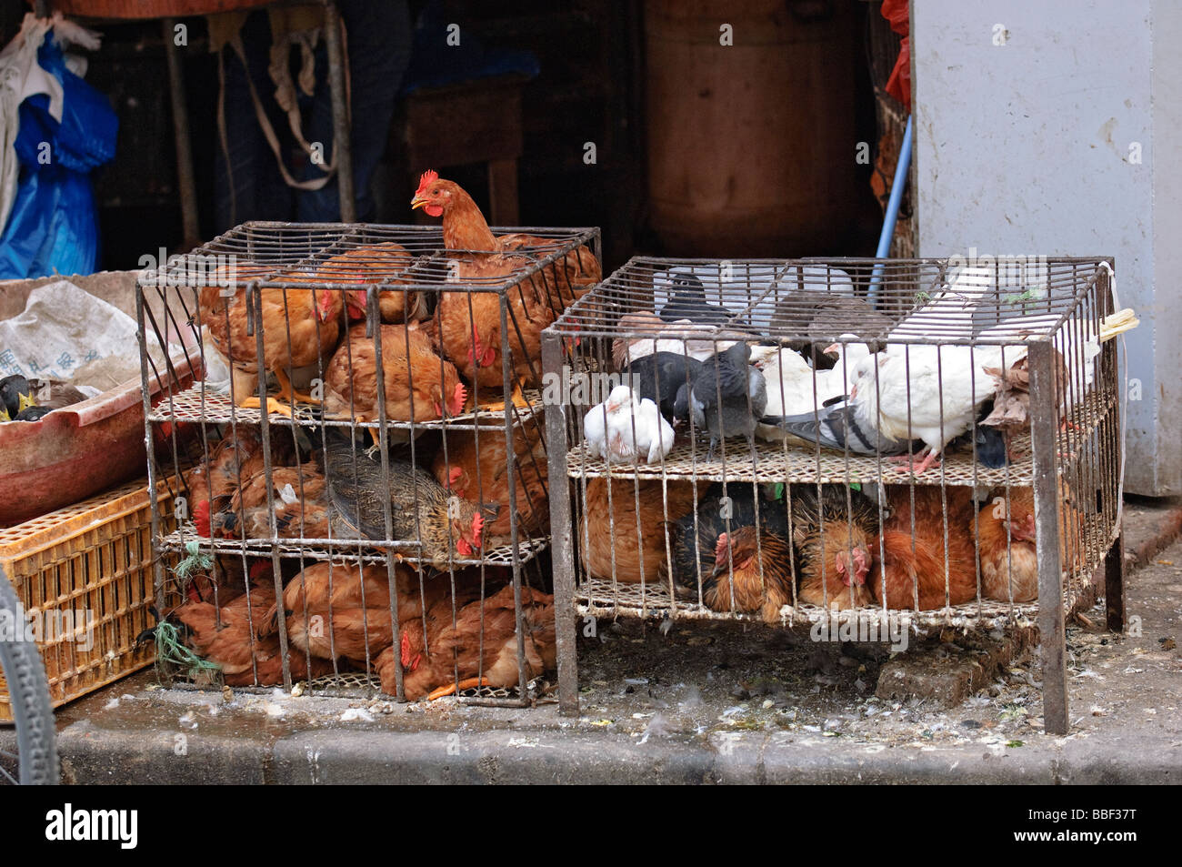 Shanghai chickens hi-res stock photography and images - Alamy