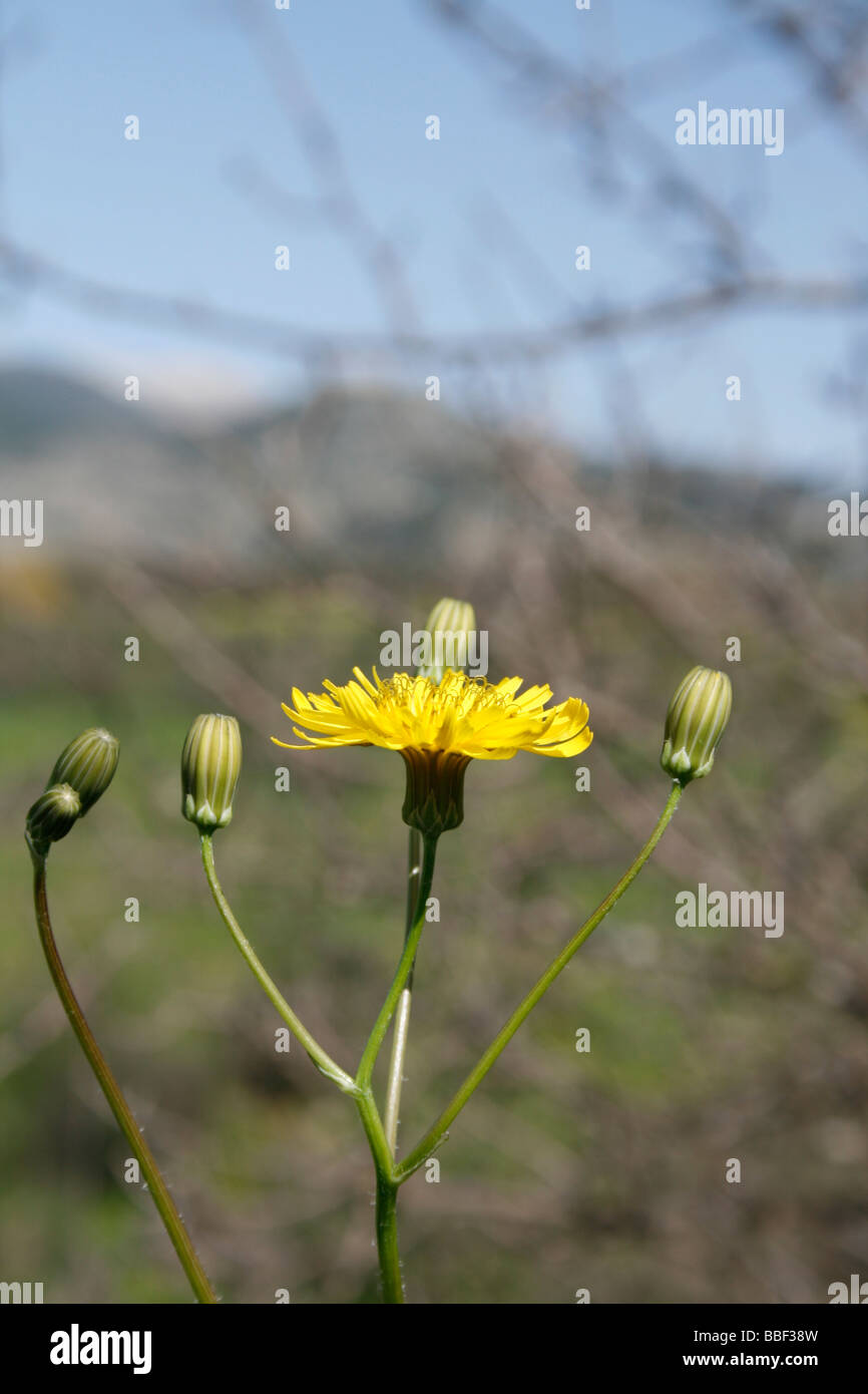First spring dandelion .On background Upper Galilee hills.North of ...