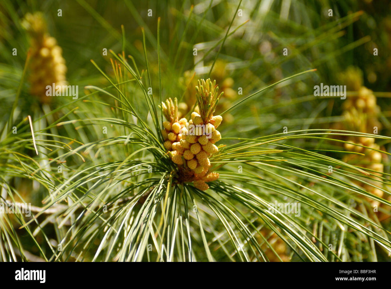 Small cones hi-res stock photography and images - Alamy