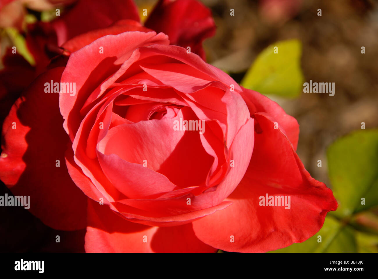 red rose in bloom Stock Photo - Alamy