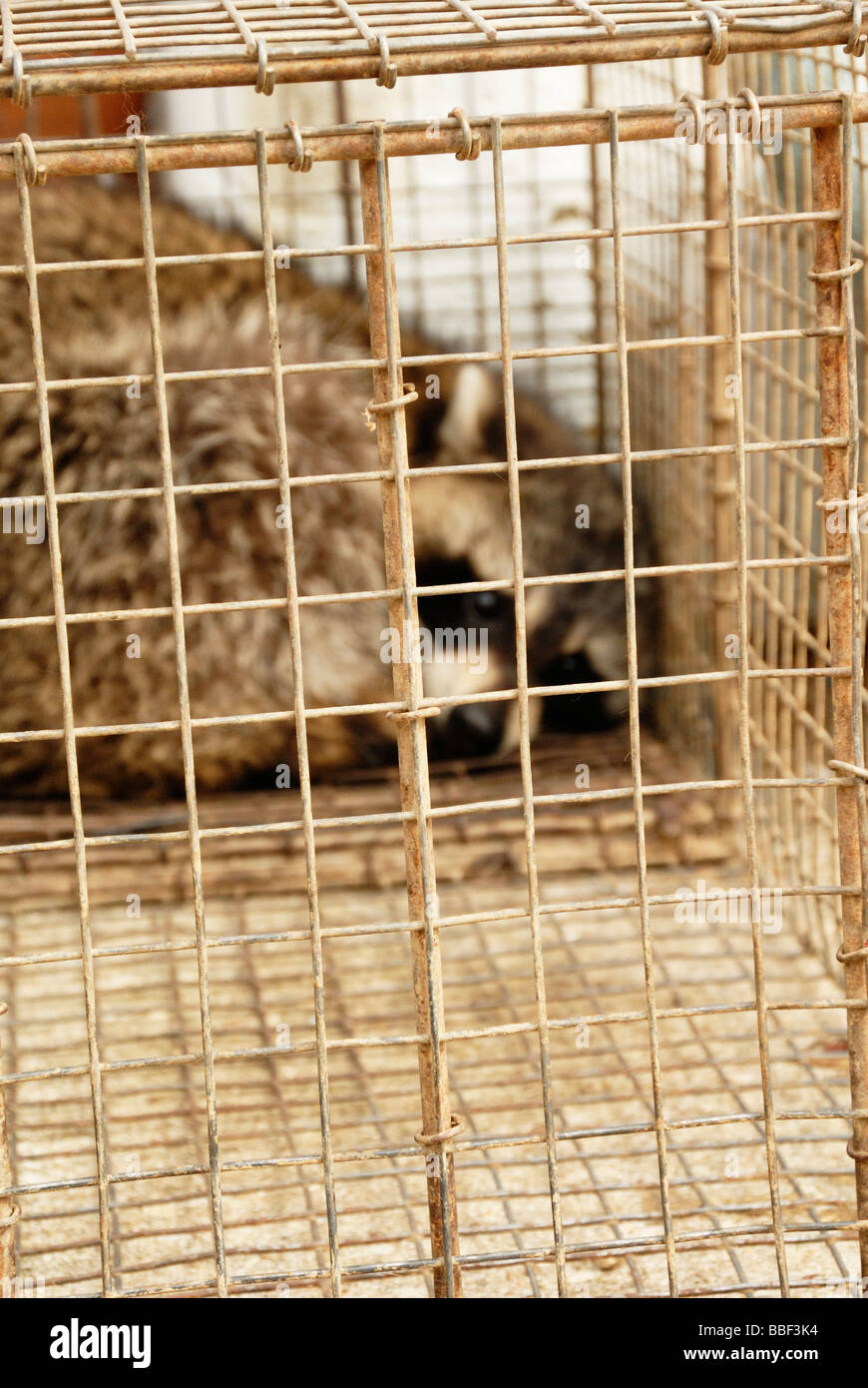 raccoon in live cage captured Stock Photo - Alamy