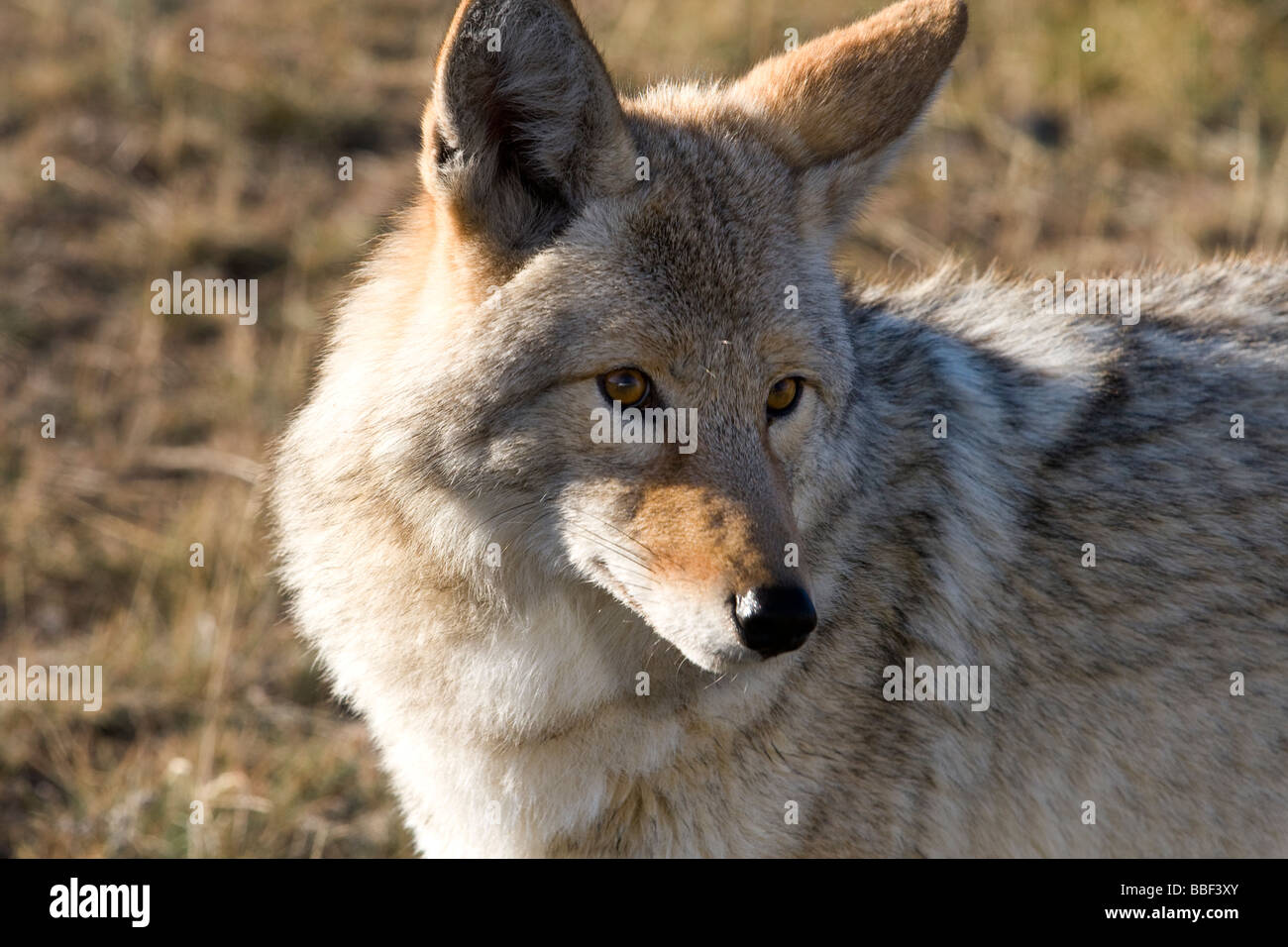 Coyote - Yellowstone National Park, Wyoming Stock Photo - Alamy