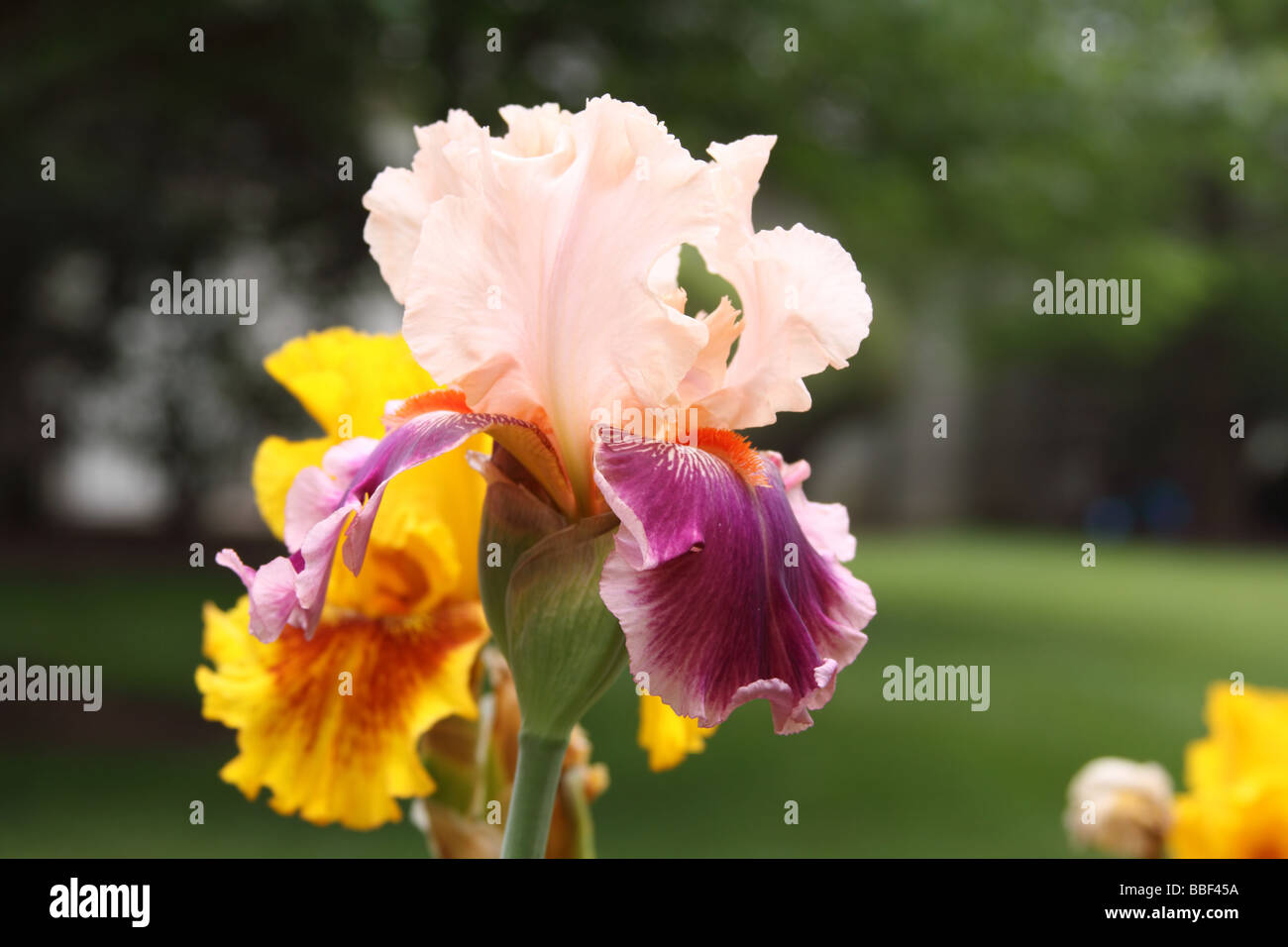 Blooming Spring Flowers Stock Photo - Alamy