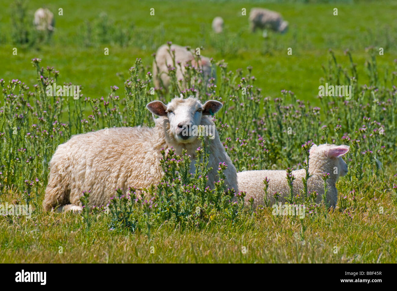 Sheep in a field Stock Photo - Alamy