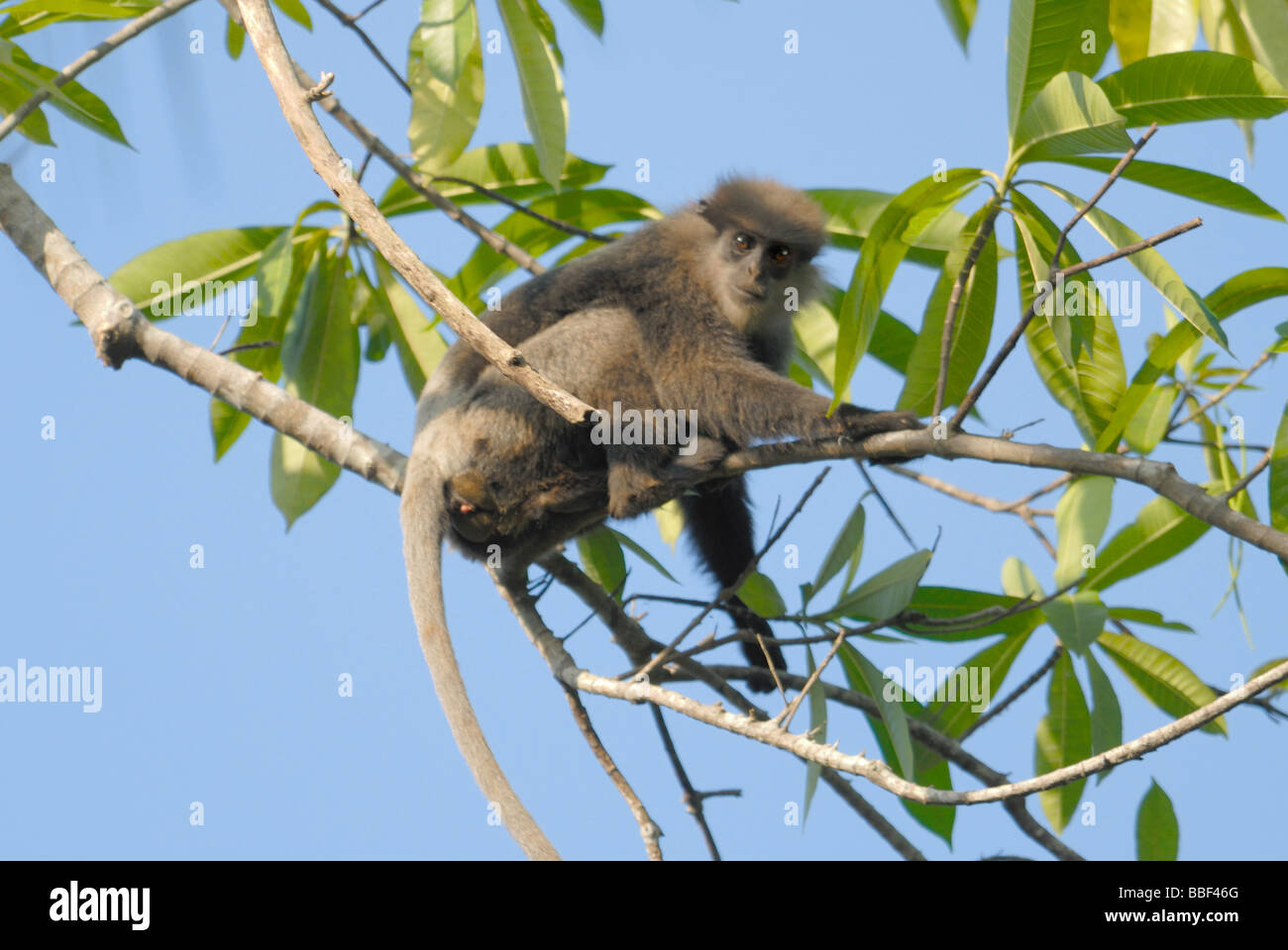 Monkey in a tree hi-res stock photography and images - Alamy