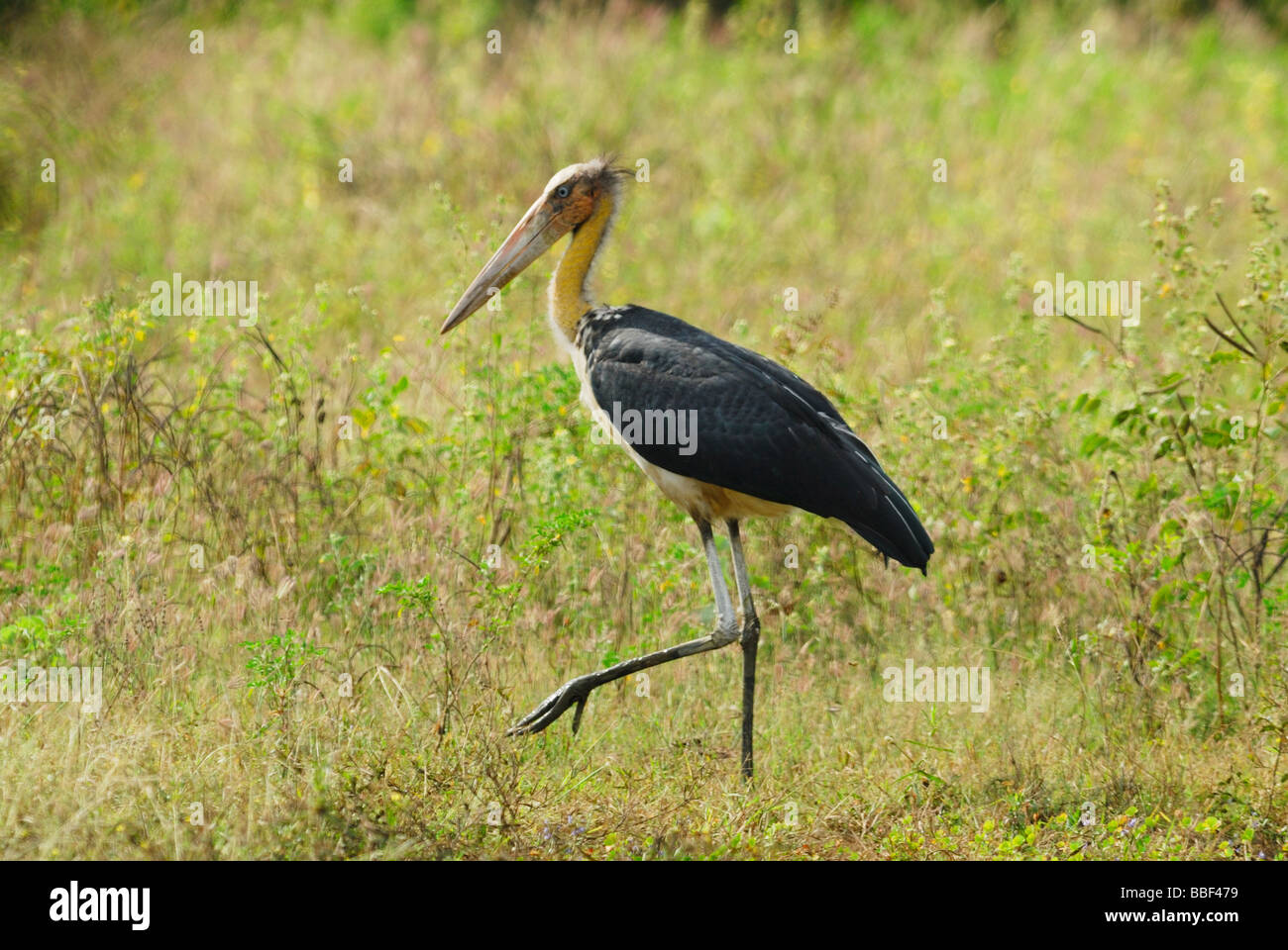Lesser Adjutant Stork in Yala West National Park, Sri Lanka Stock Photo ...