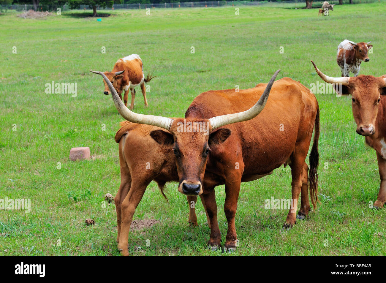 Offspring bos animal cow hi-res stock photography and images - Alamy