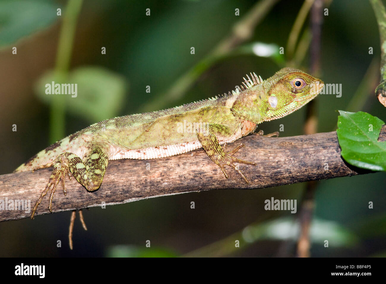 Amazon forest dragon hi-res stock photography and images - Alamy