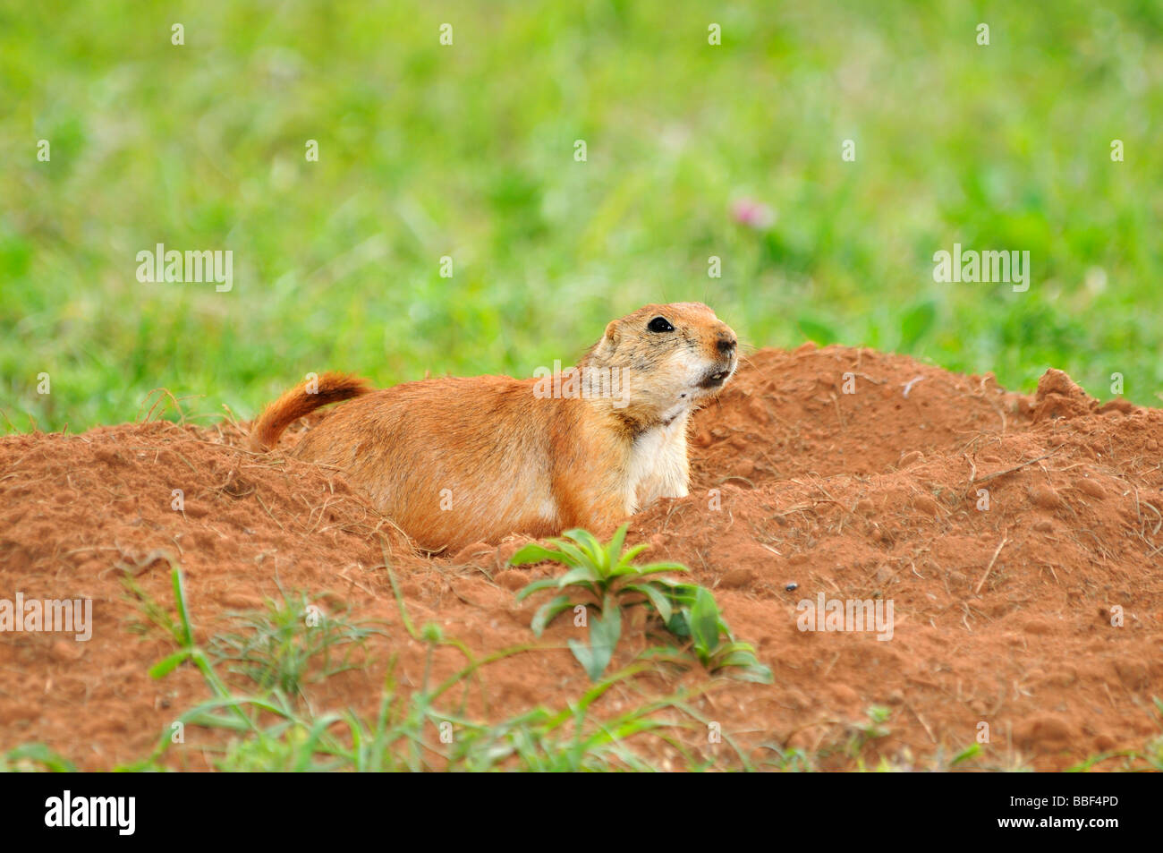 Prairie dog field holes hi-res stock photography and images - Alamy