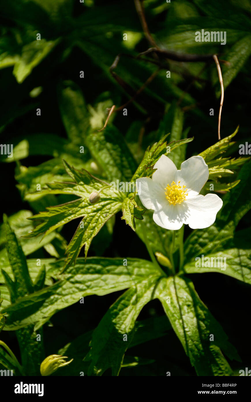 little white wildflowers Stock Photo - Alamy