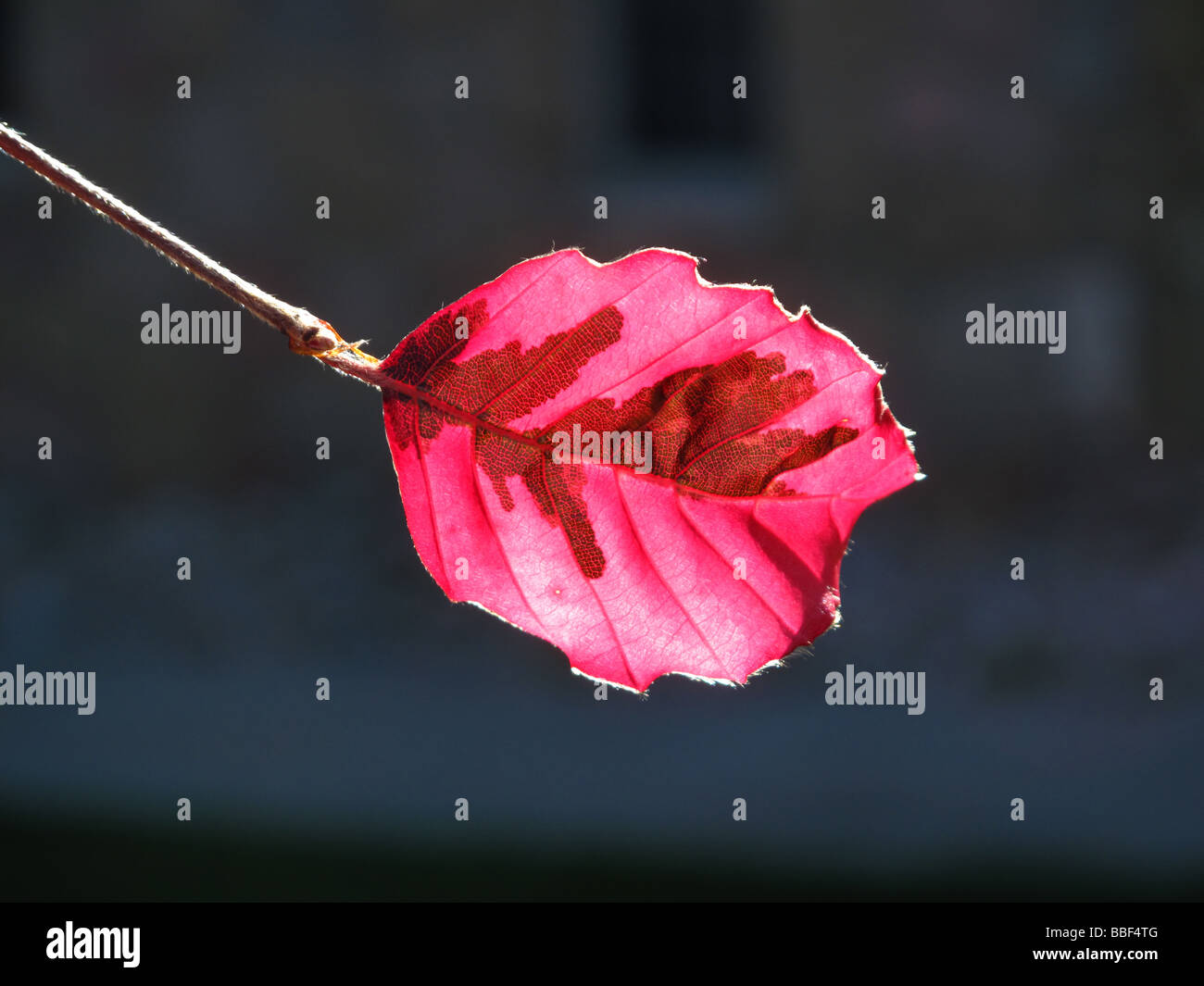 Tri color beech leaf Stock Photo - Alamy