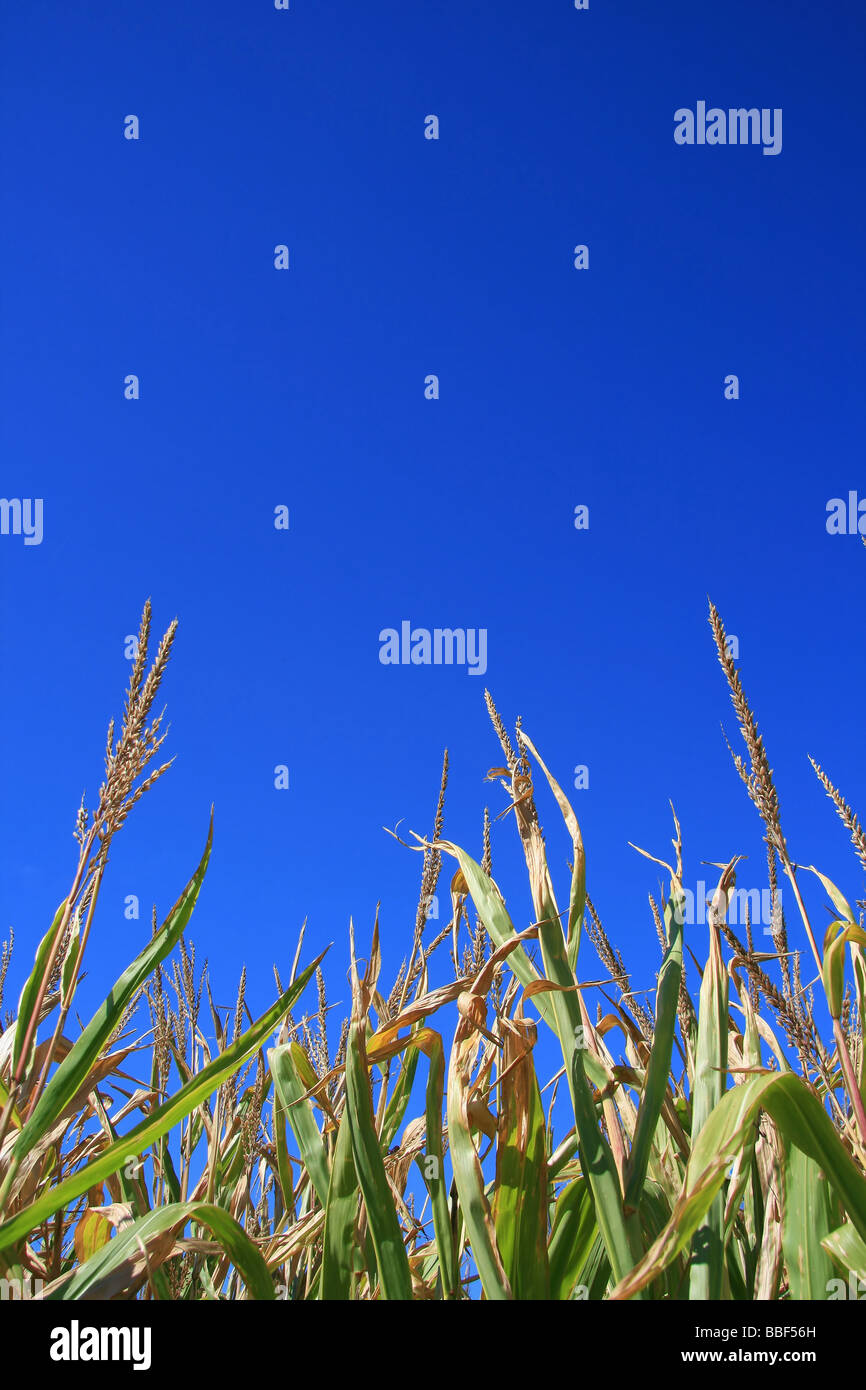 Corn field on a clear Blue day Stock Photo - Alamy