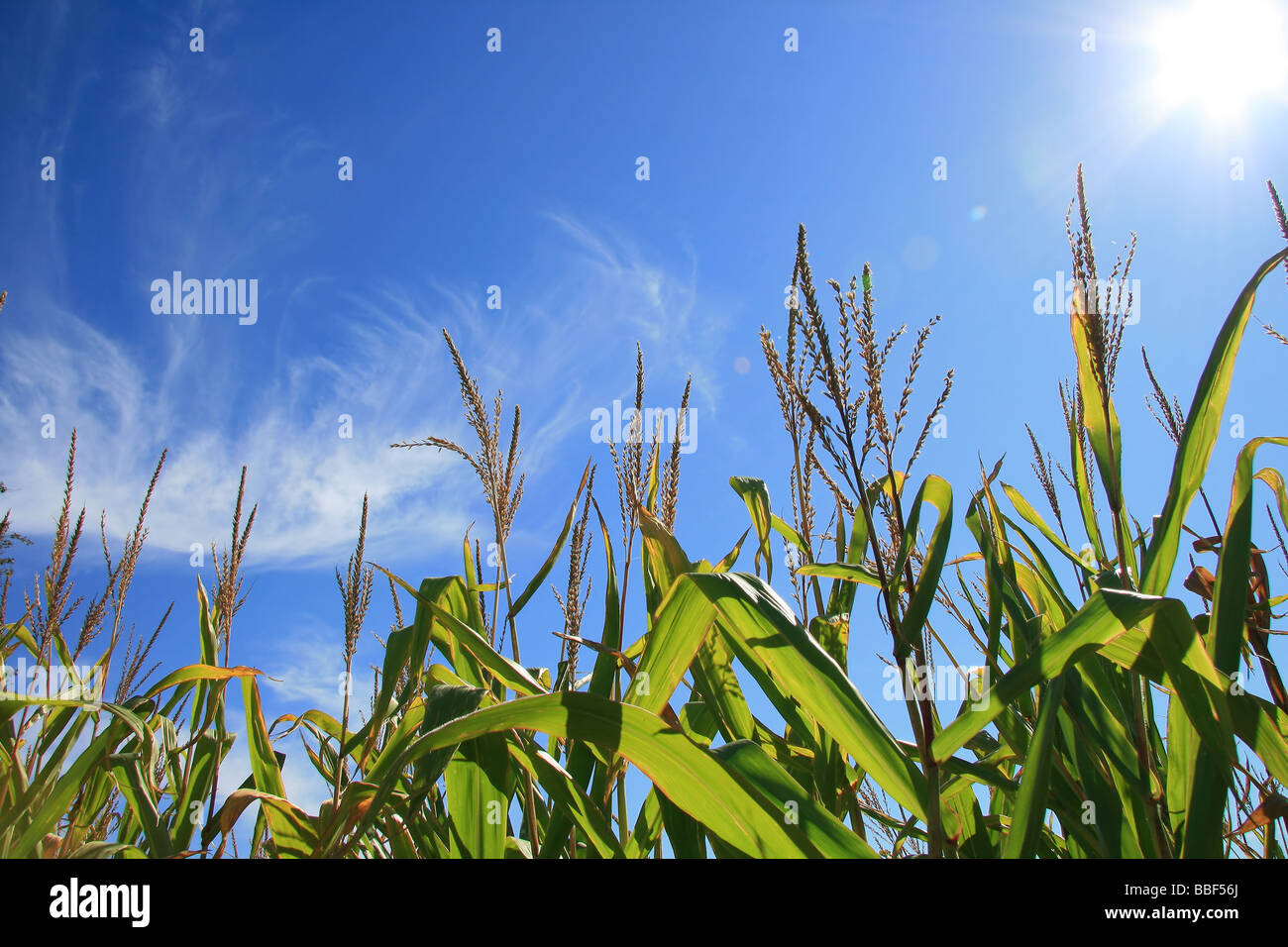 Corn field on a clear Blue day Stock Photo - Alamy