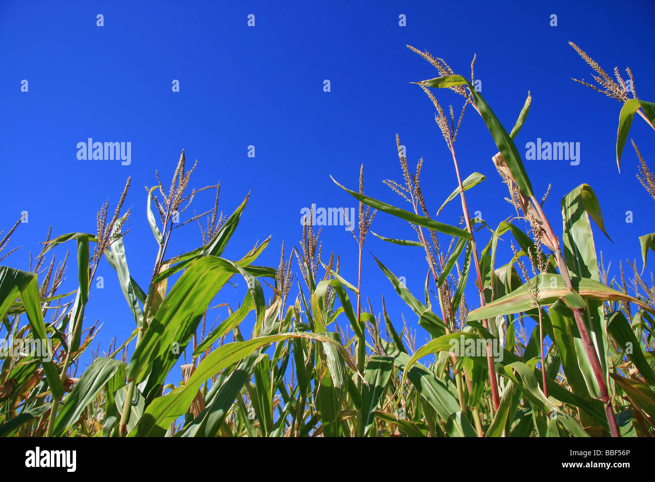 Corn field on a clear Blue day Stock Photo - Alamy