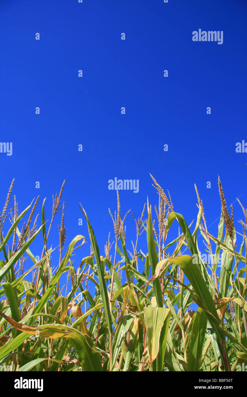 Corn field on a clear Blue day Stock Photo - Alamy