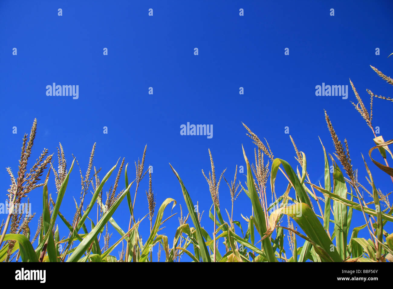 Corn field on a clear Blue day Stock Photo - Alamy