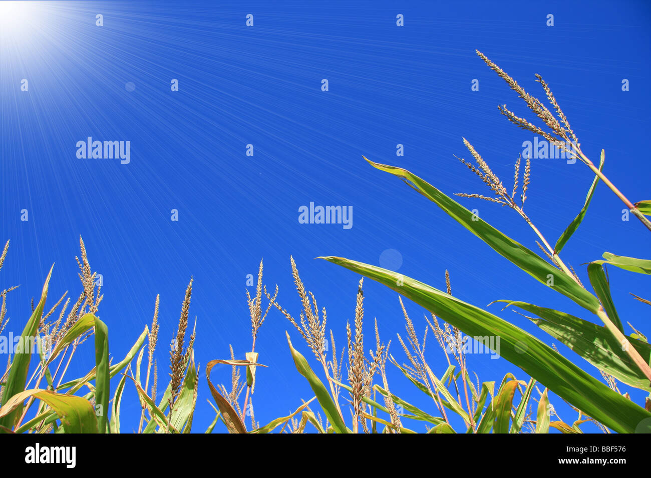 Corn field on a clear Blue day Stock Photo - Alamy