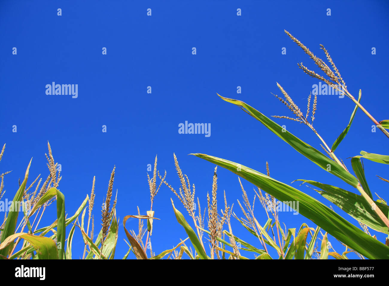 Corn field on a clear Blue day Stock Photo - Alamy