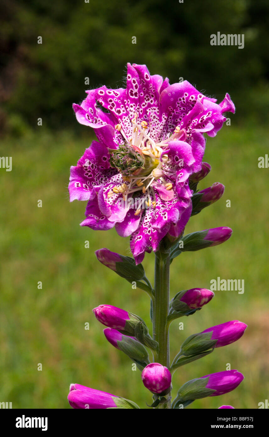 Peloric or peloria or pelorica hi-res stock photography and images - Alamy