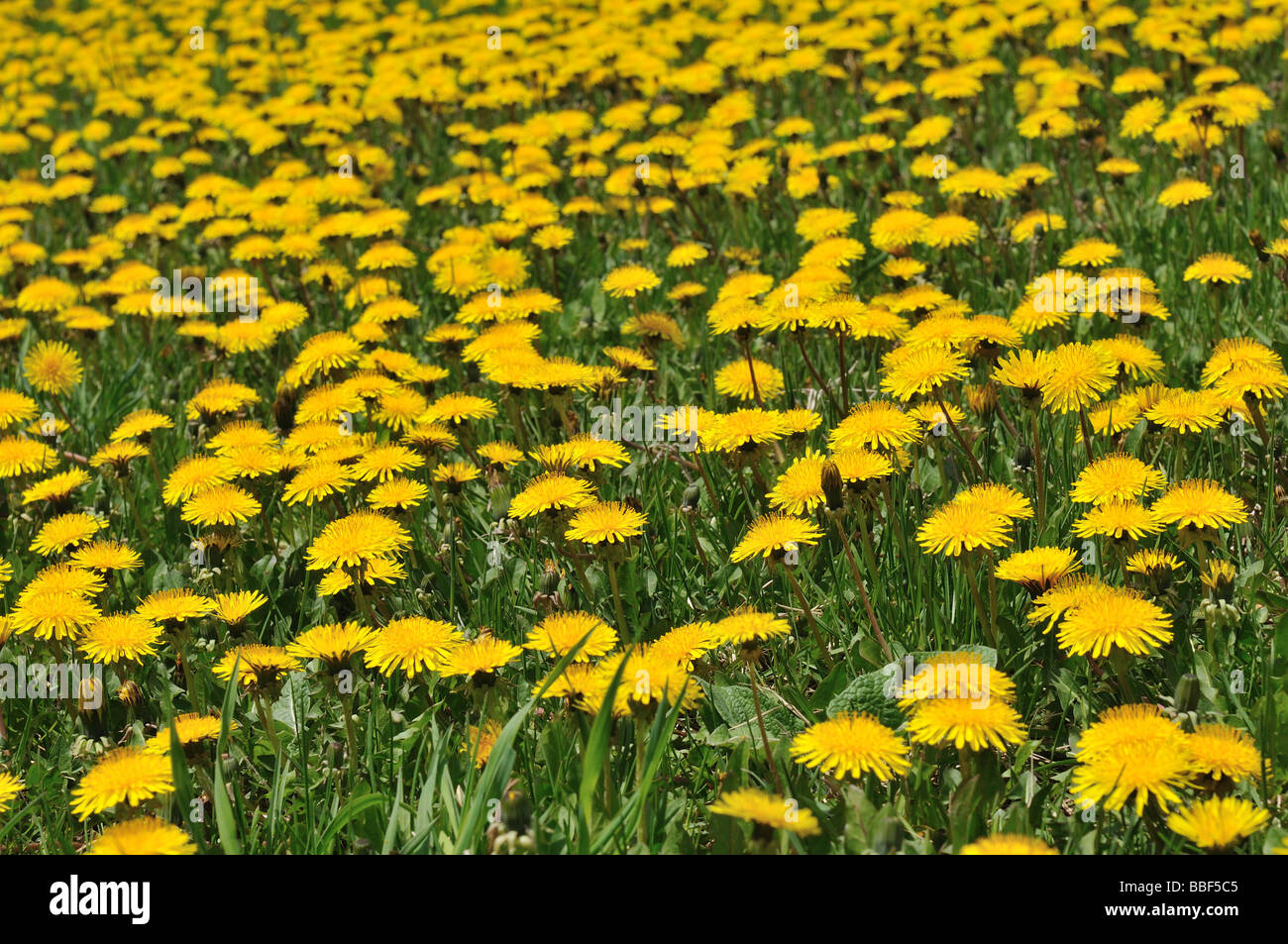 Full dandelion clock hi-res stock photography and images - Alamy