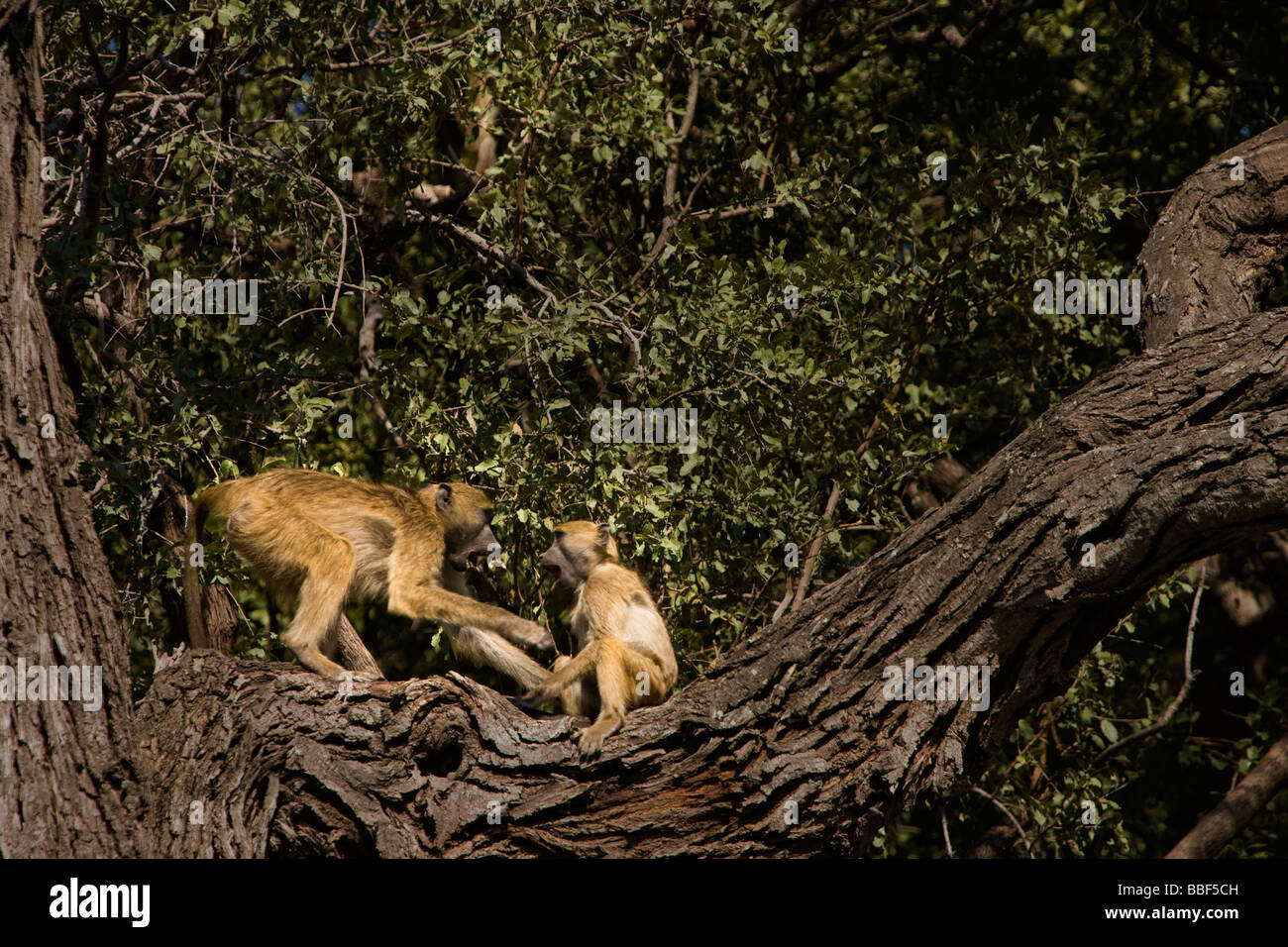 Funny pair of baboons talking, fighting up in big tree mouths wide open ...