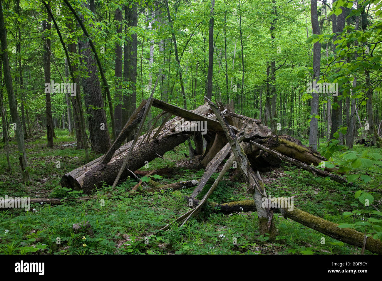 Dead spruce lying in front of green deciduous trees Stock Photo - Alamy