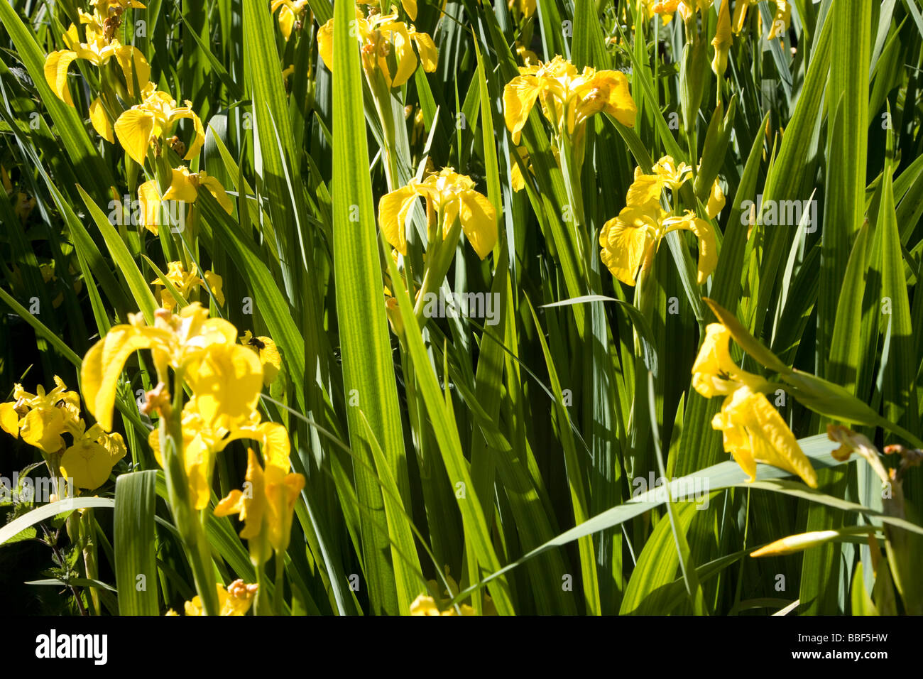 Iris yellow flag hi-res stock photography and images - Alamy