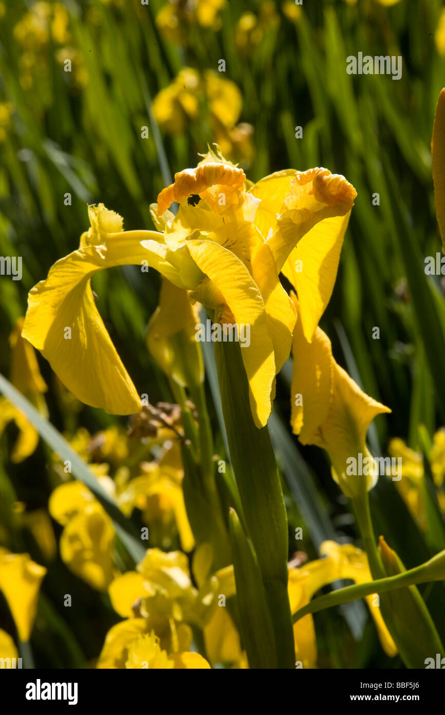 Yellow iris yellow flag iris hi-res stock photography and images - Alamy