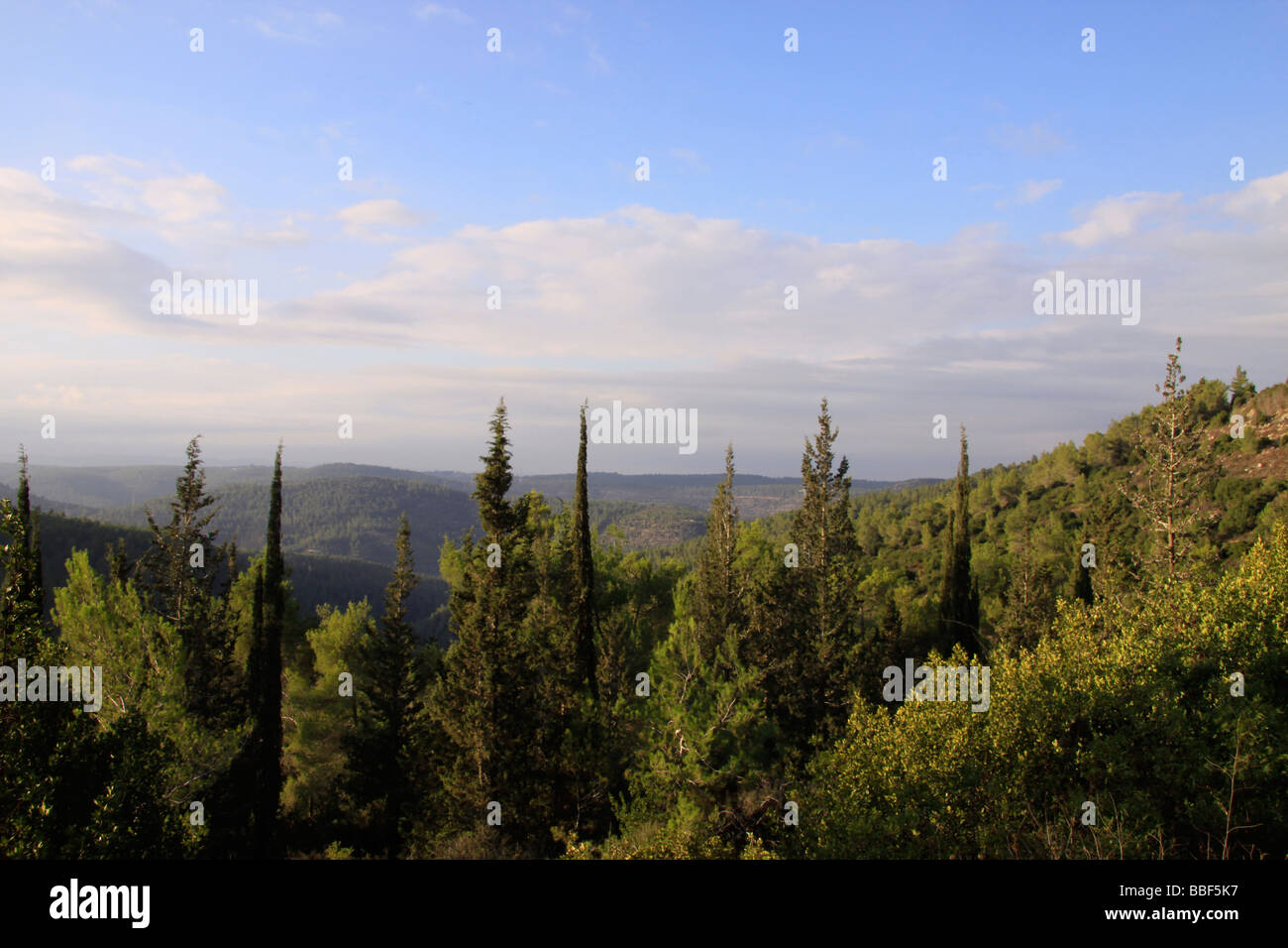 Jerusalem israel trees hi-res stock photography and images - Alamy