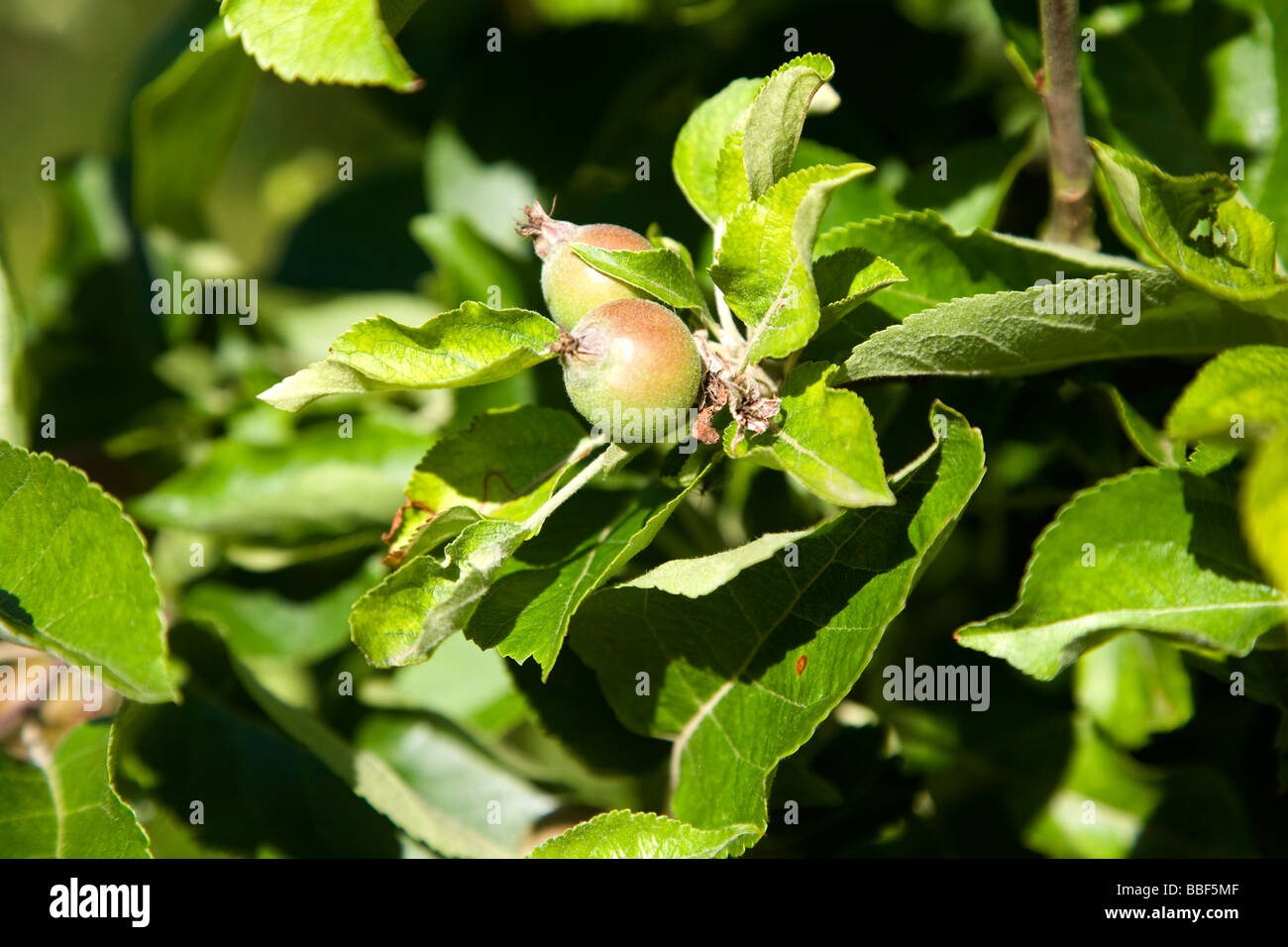 Apple forming on tree Stock Photo - Alamy