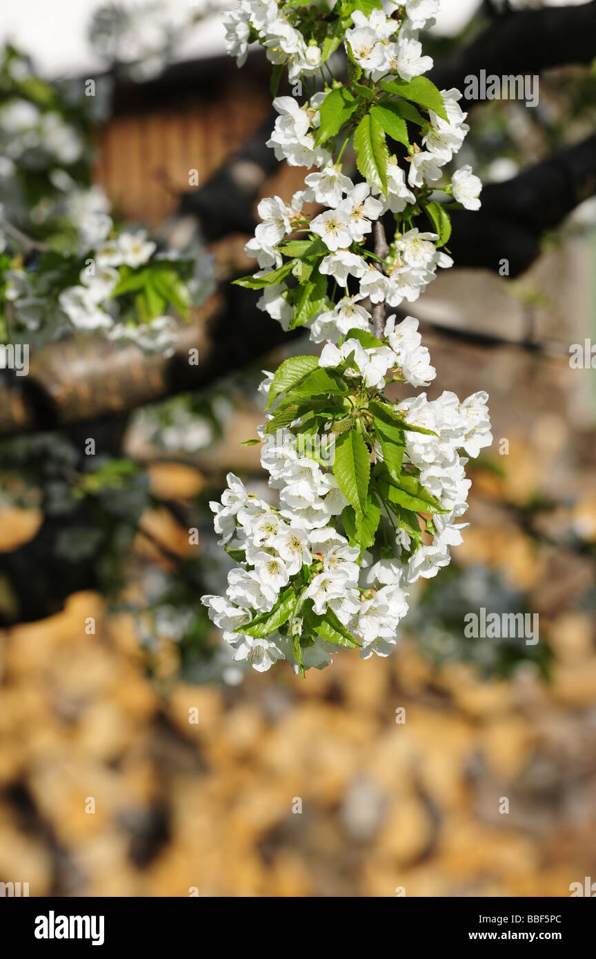 cherry tree, blossom Stock Photo - Alamy