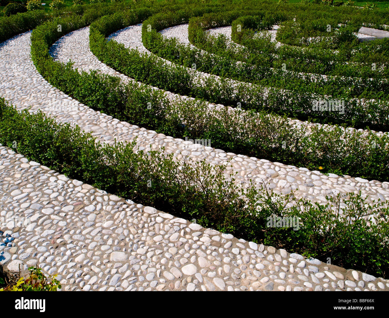 box tree in gardening Stock Photo - Alamy