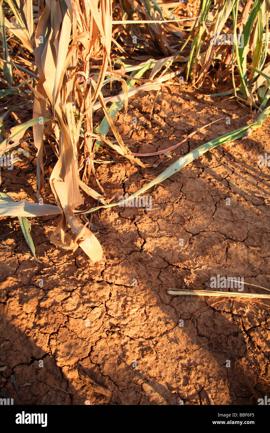 A drought stricken crop in Tanzania. The lack of water is so severe ...