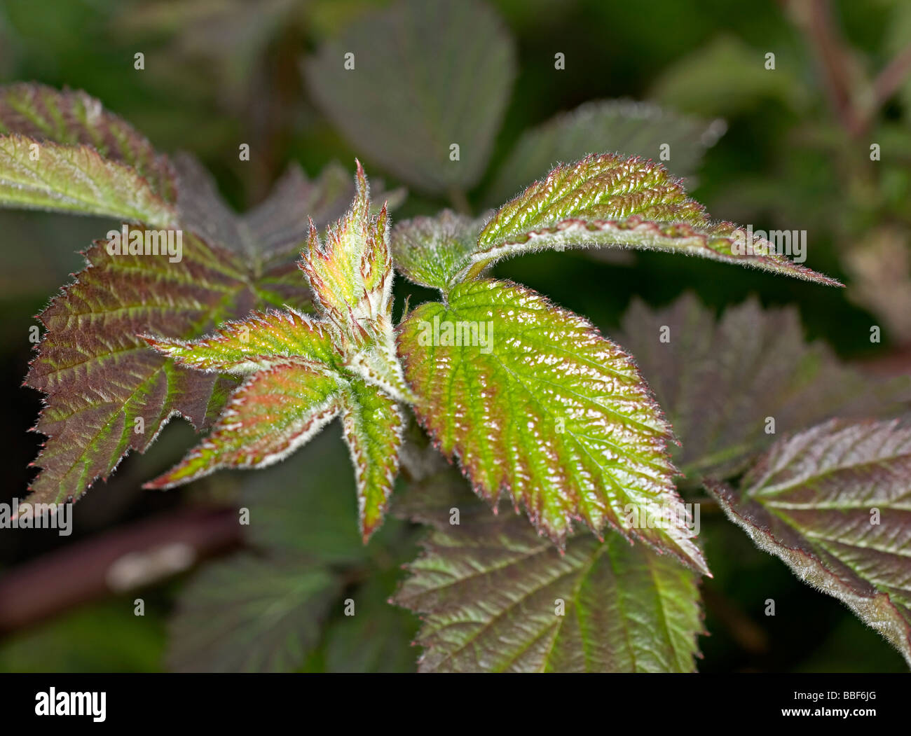 raspberry cane growing with green leaves before giving fruit Stock ...