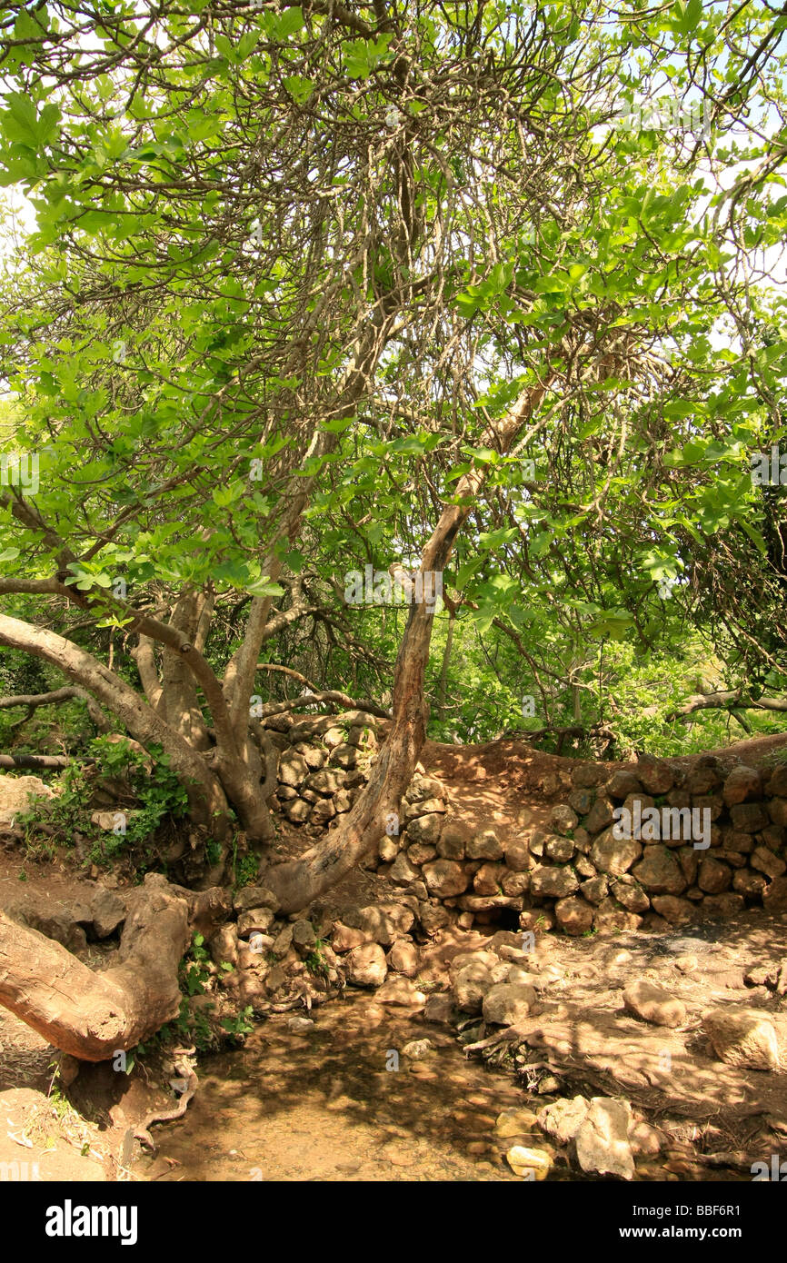 Jerusalem fig tree hi-res stock photography and images - Alamy