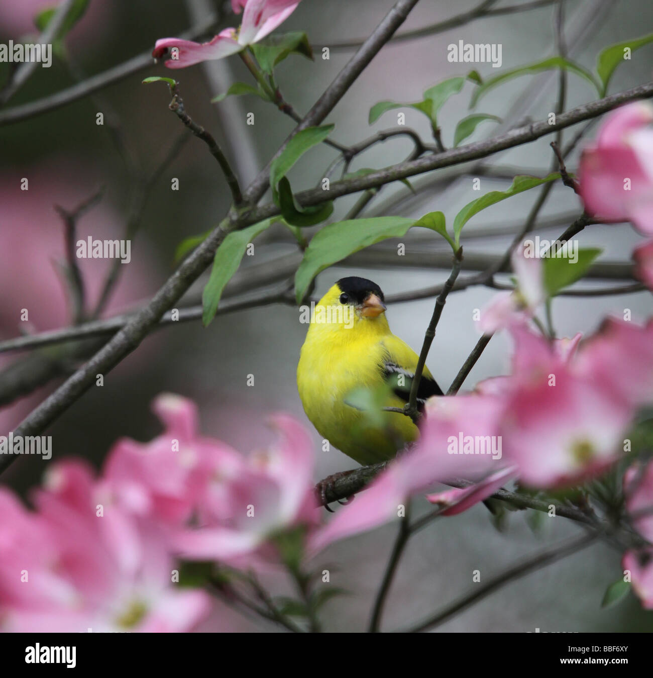American dogwood tree hi-res stock photography and images - Alamy