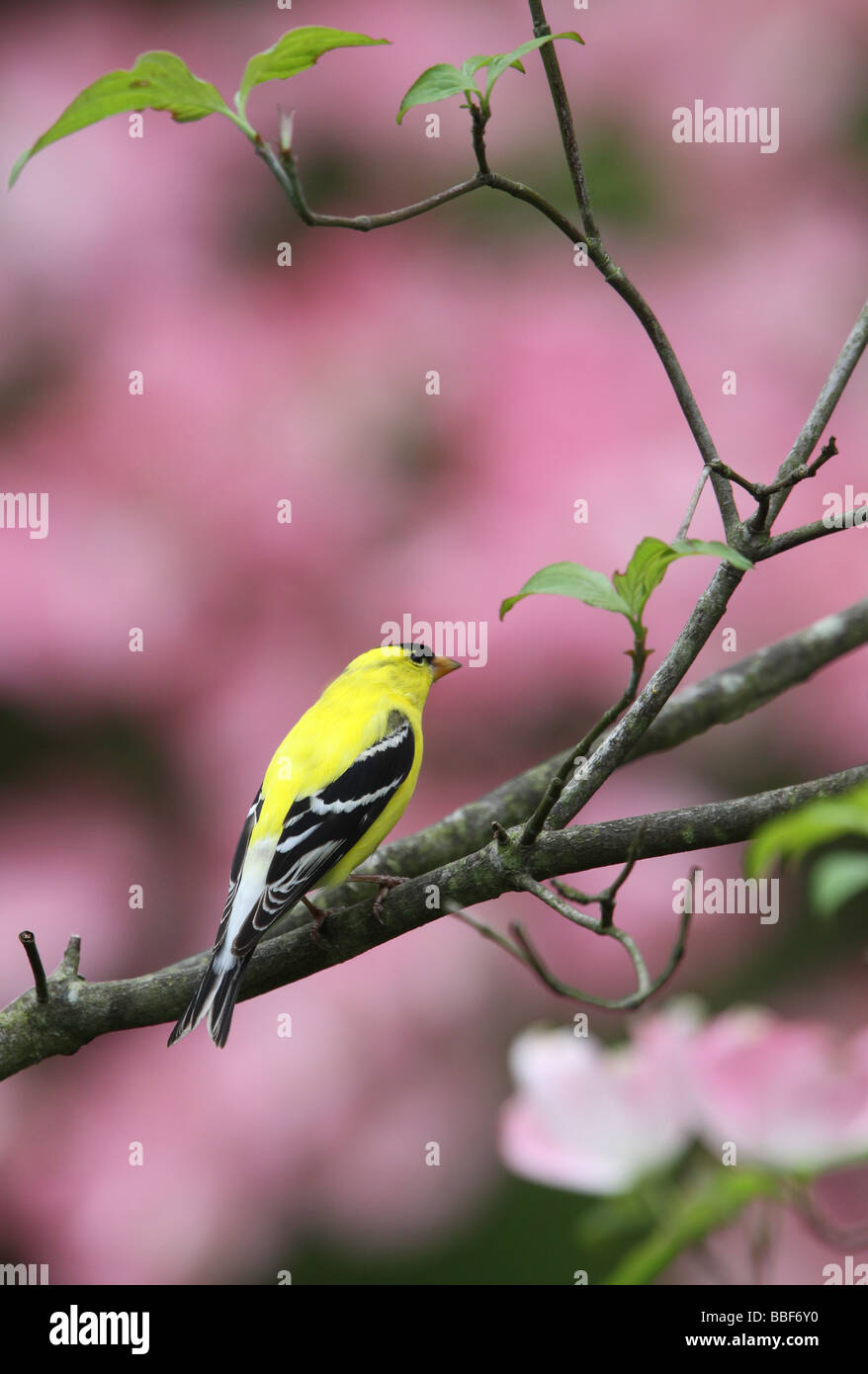 American dogwood tree hi-res stock photography and images - Alamy
