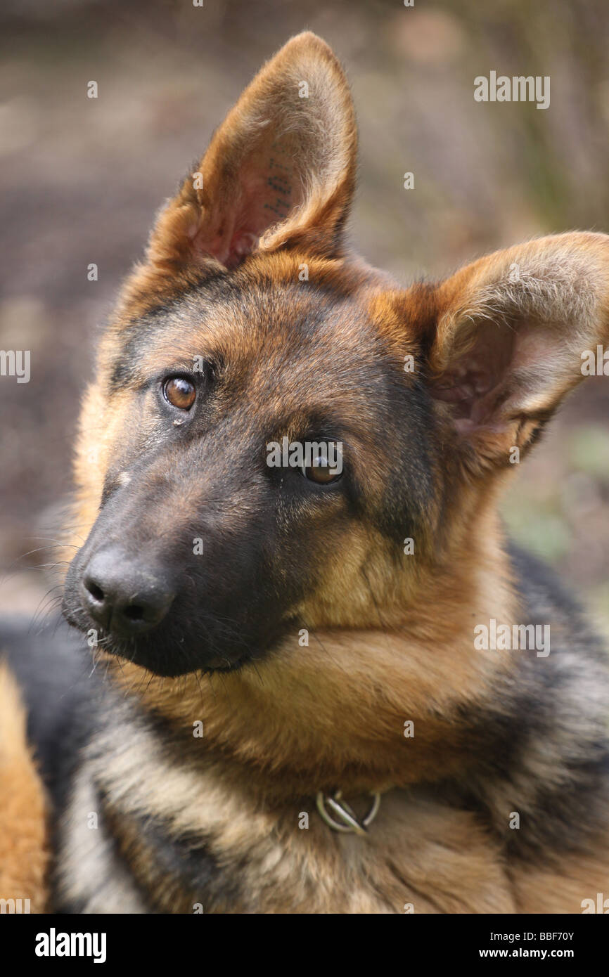 german shepard dog pet canine mammal close up face ear eye contact ...