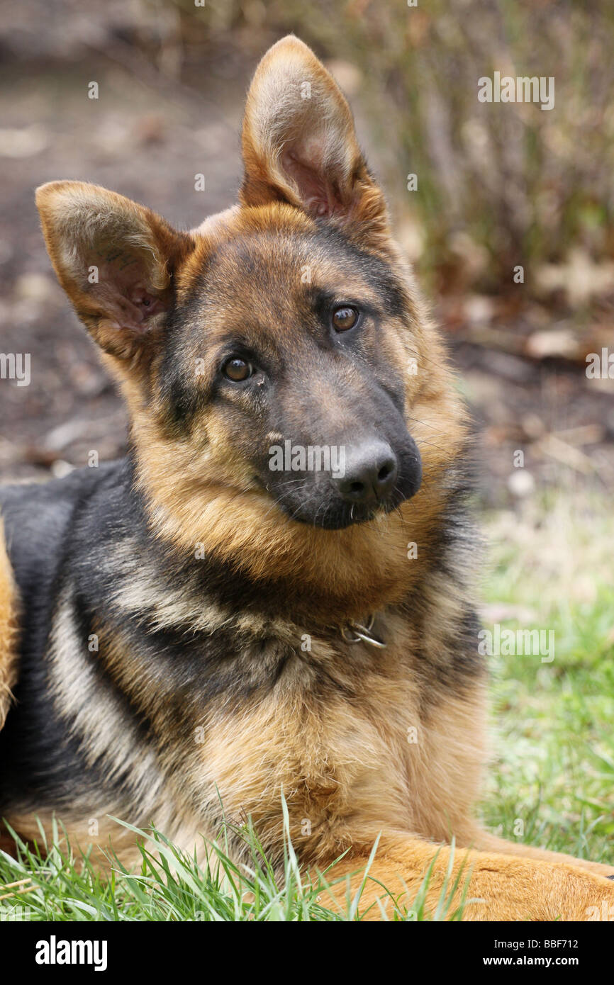 german shepard dog Stock Photo - Alamy