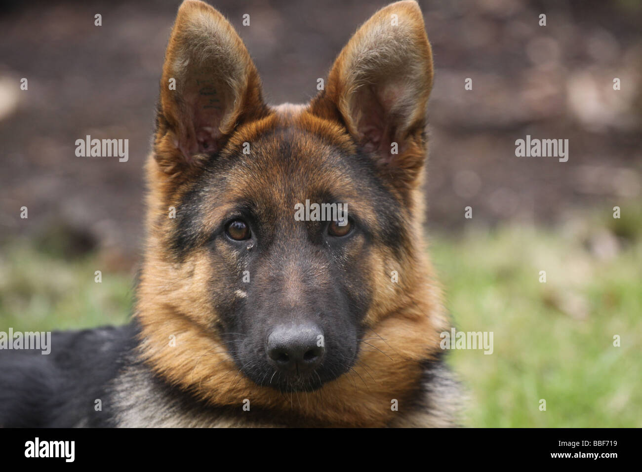 Shepard Dog High Resolution Stock Photography and Images - Alamy