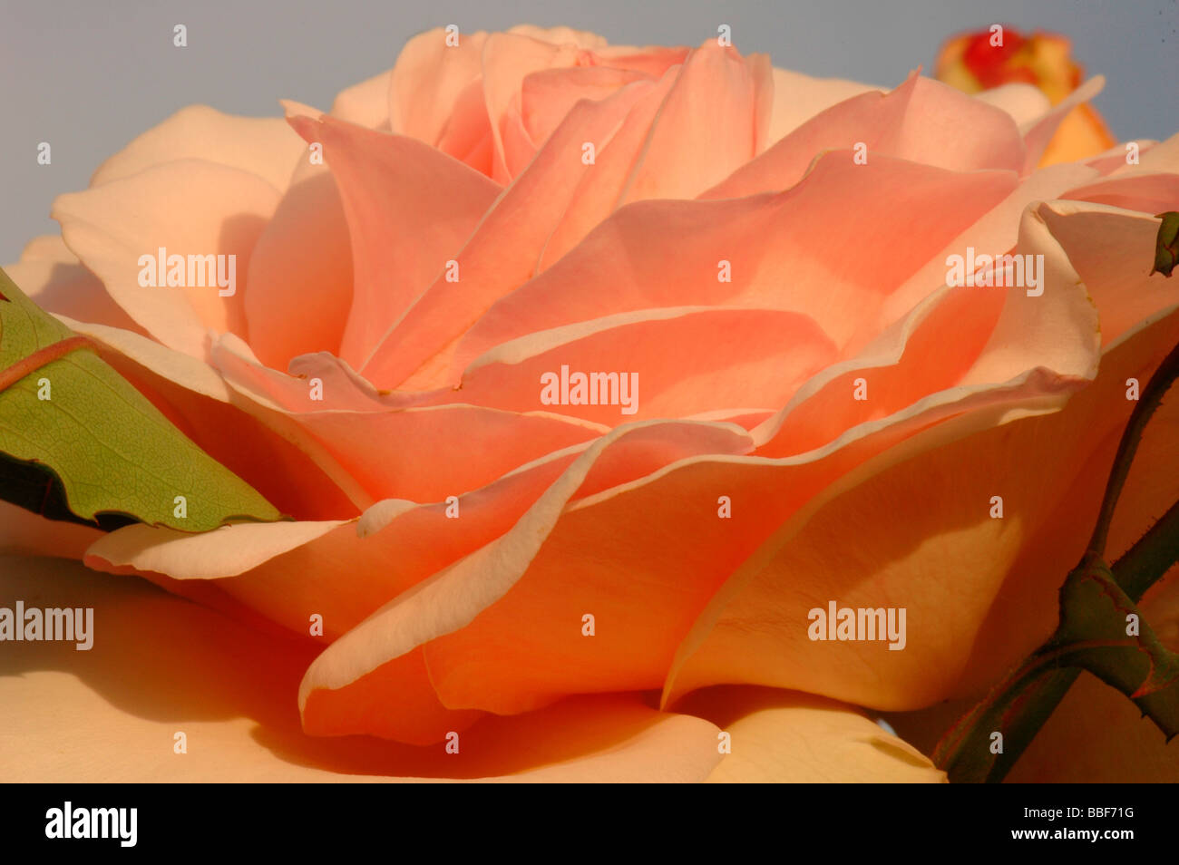 Delicate rose flower Stock Photo - Alamy