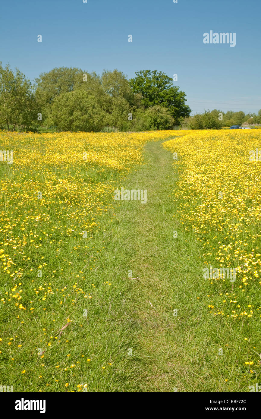 The Thames path as it winds through meadows on the upper reaches near ...