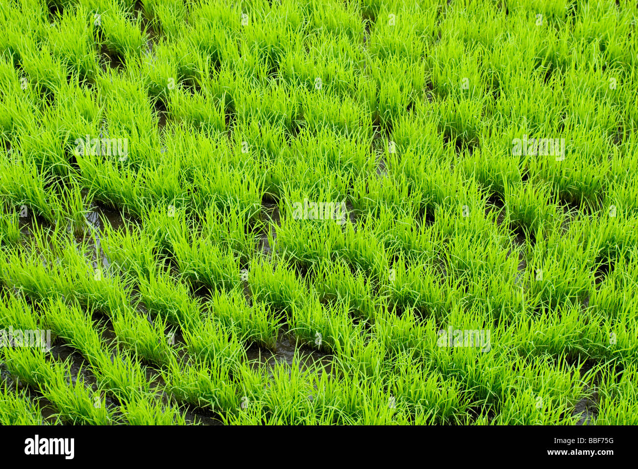 Rice field (paddy) near Batad, Luzon island, Philippines Stock Photo ...