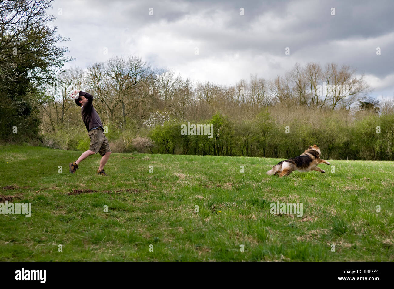 Man throwing a red rubber ring toy for German Shepherd dog in grassy ...