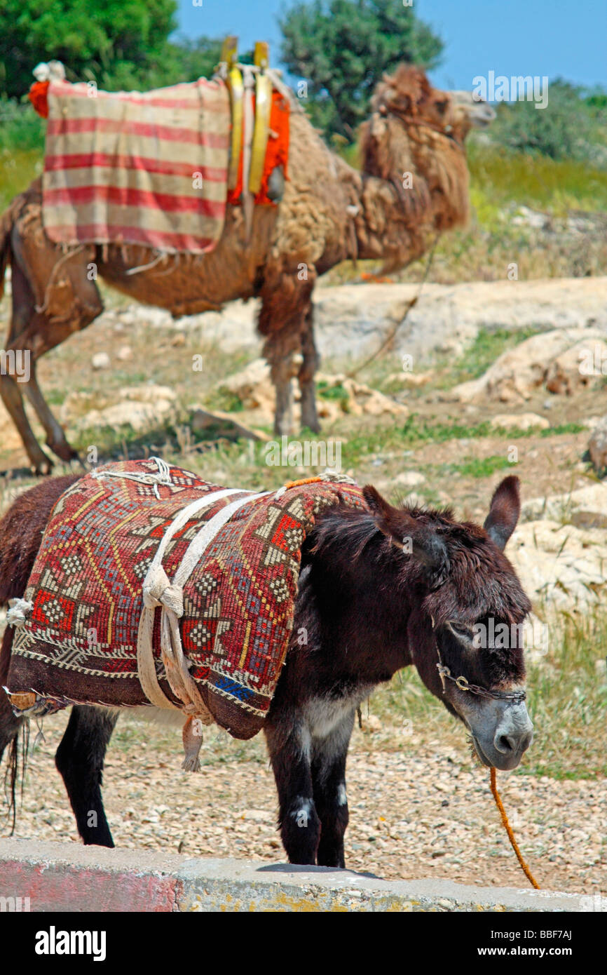 Donkey and camel Stock Photo - Alamy