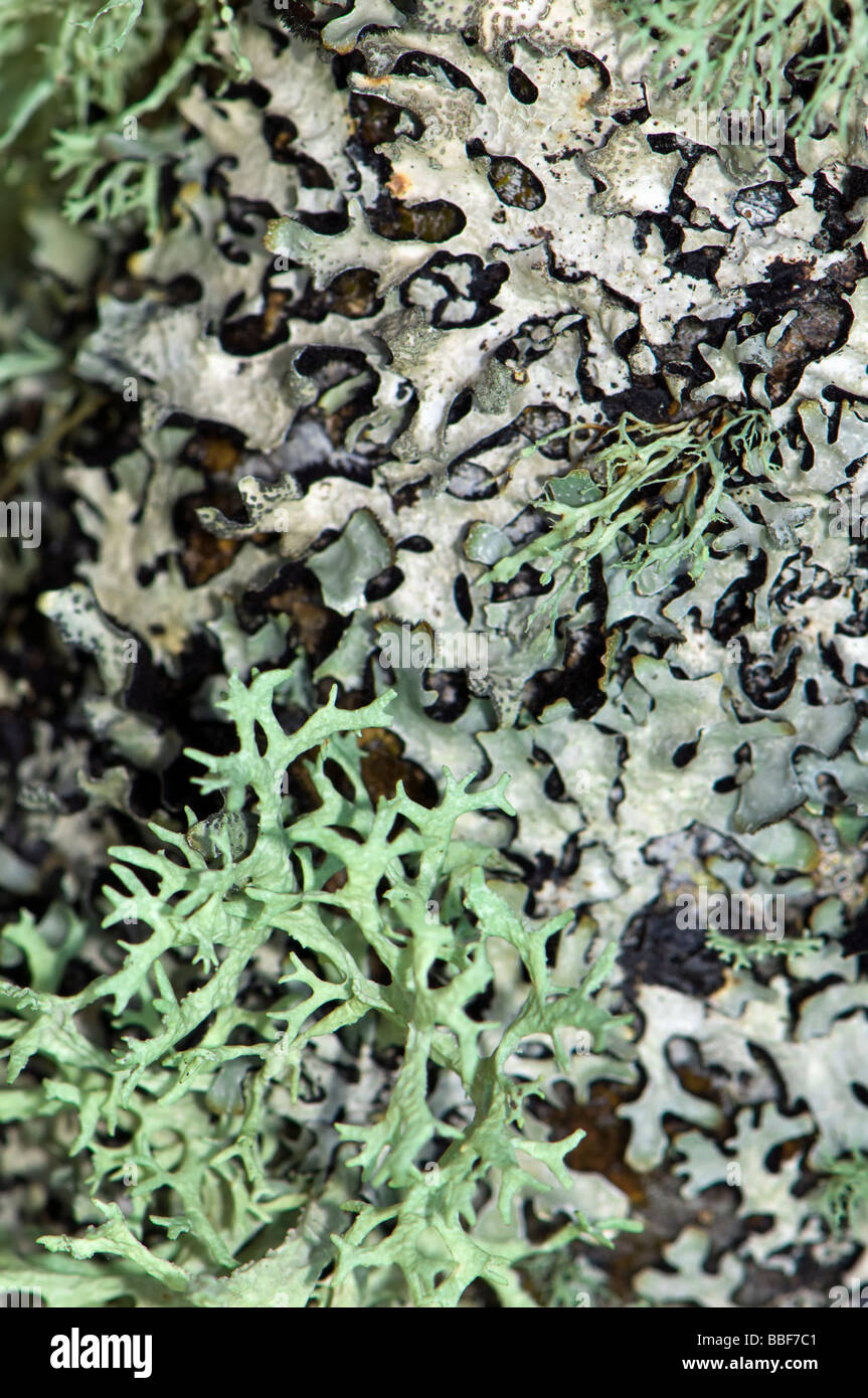 Lichen growth hi-res stock photography and images - Alamy