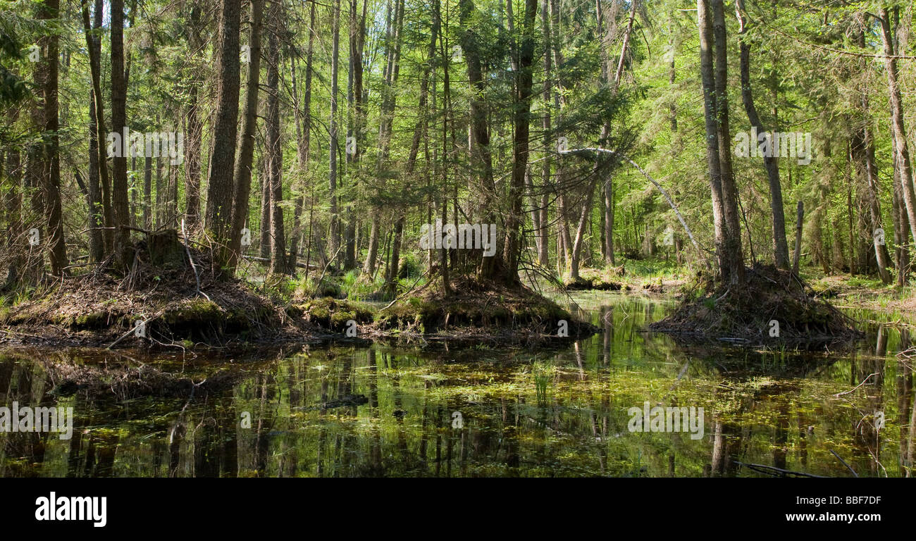 Springtime alder-bog forest with standing water Stock Photo - Alamy
