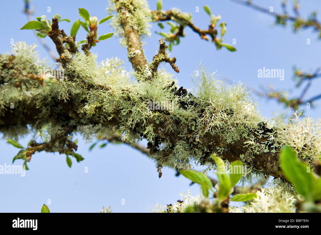 Lichen growth hi-res stock photography and images - Alamy