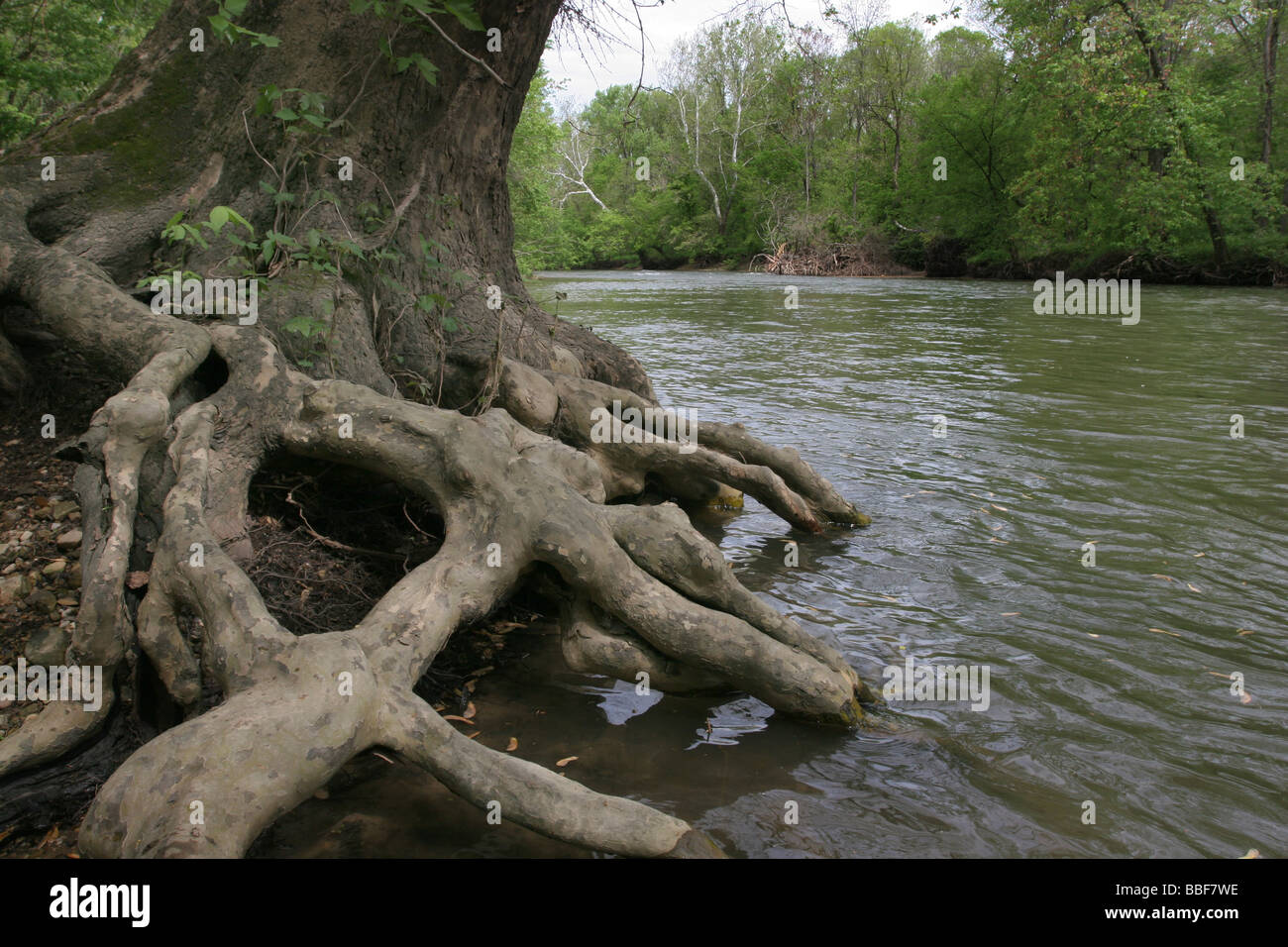 Sycamore tree roots hi-res stock photography and images - Alamy