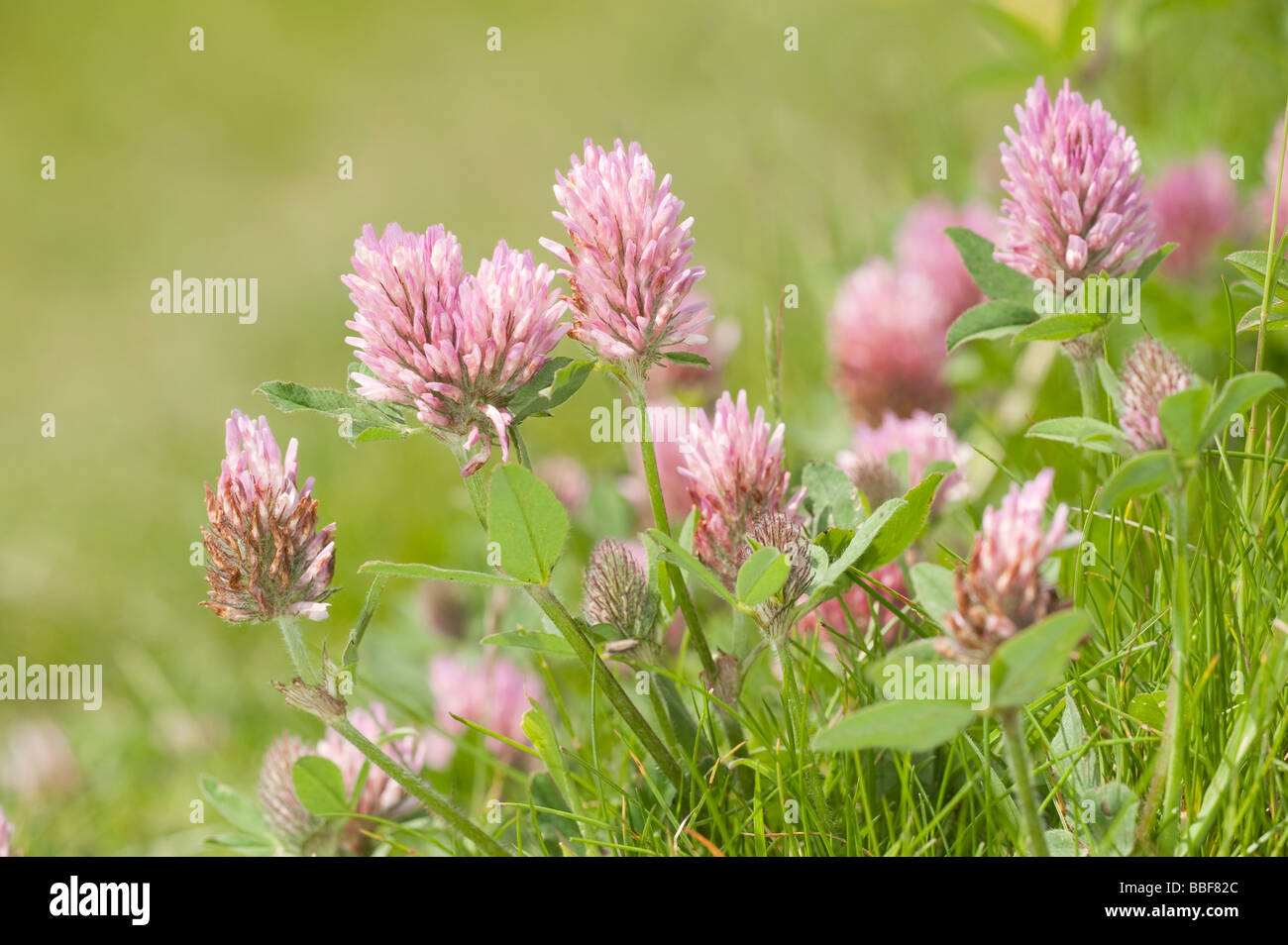 Perennial red clover hi-res stock photography and images - Alamy